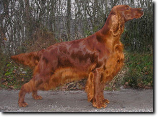 Kennel Northworth - our Irish red Setters